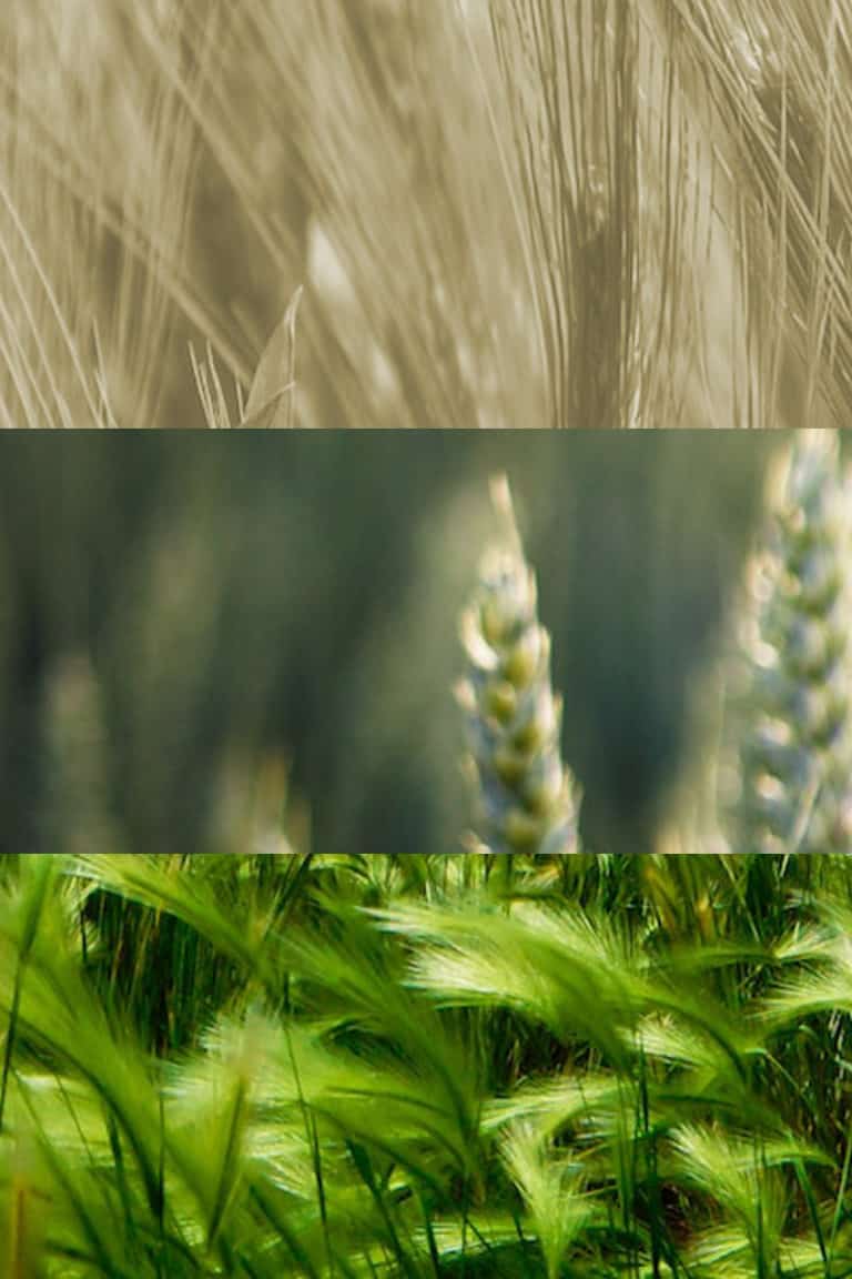 FAQs about the Wheat Class System | National Farmers Union