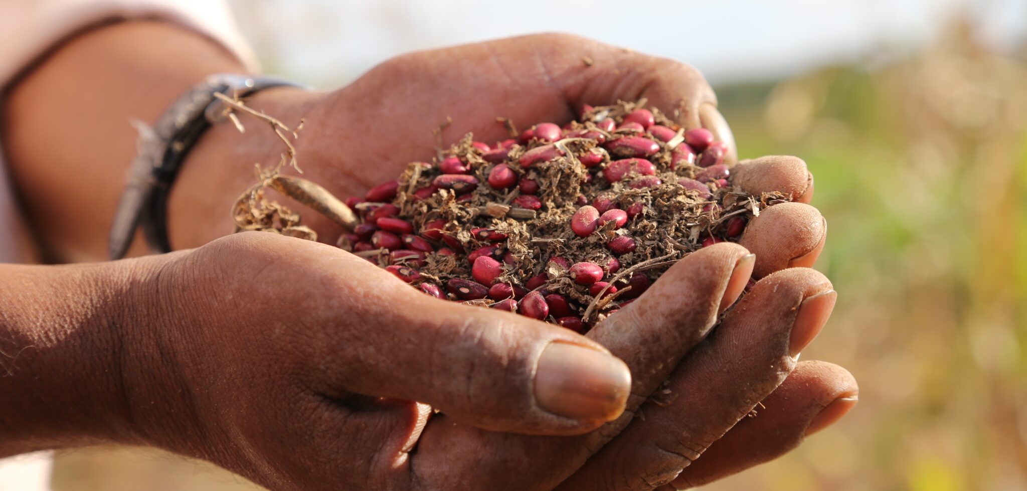 Farmers urge Ottawa to protect seed saving rights | National Farmers Union